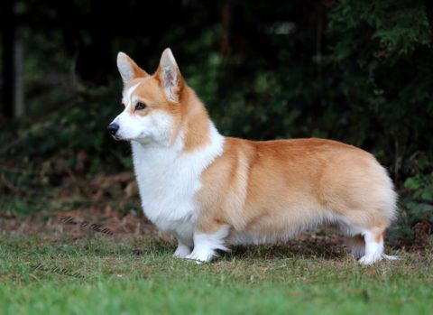 Pembroke Welsh Corgi - Angol és Ausztrál Pásztorkutya Klub